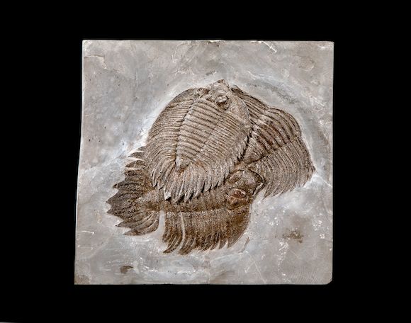 Bonhams : A Spectacular Multiple Trilobite Plaque