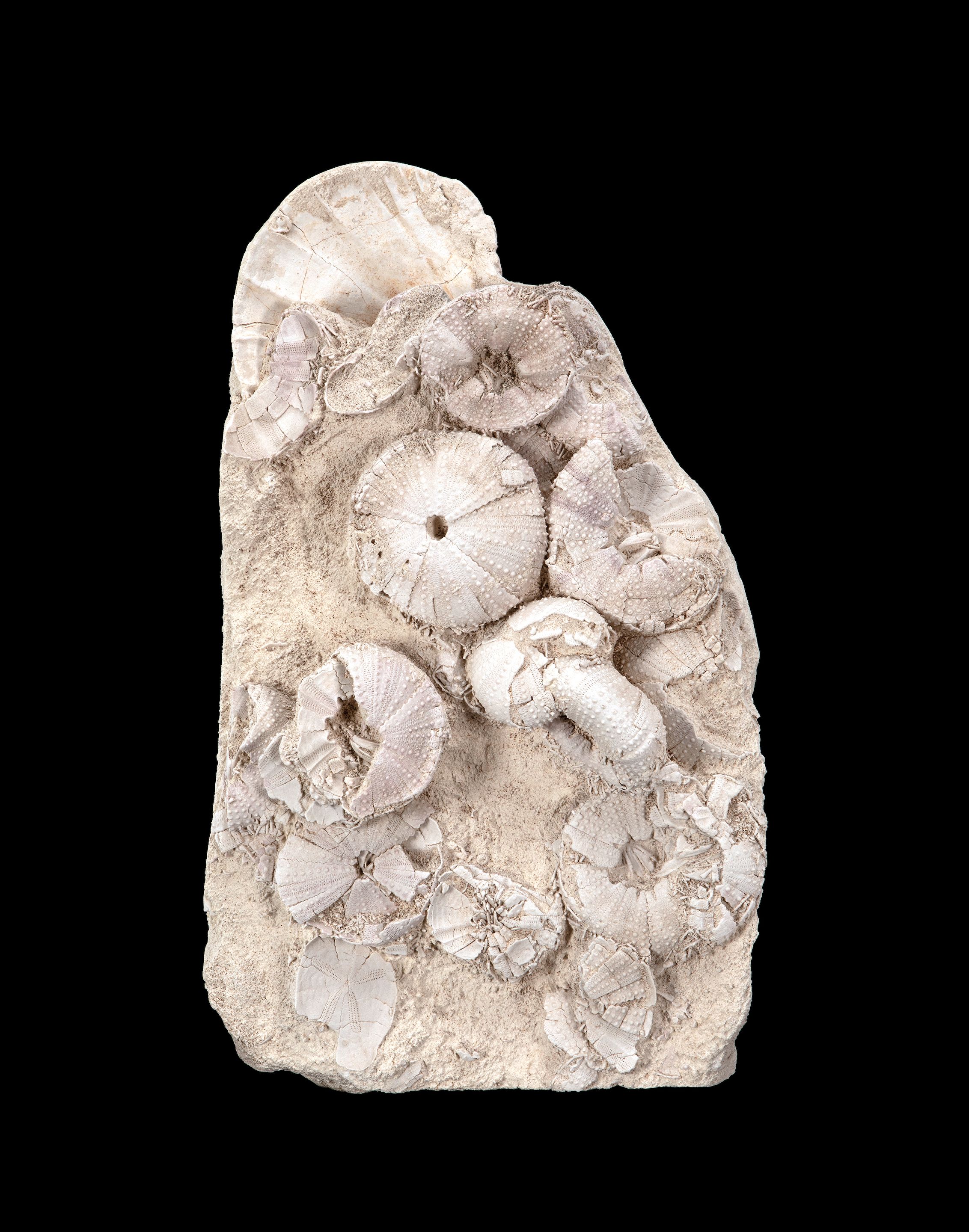 Sea Urchins with Pectin Shell, in Matrix - auctions & price archive