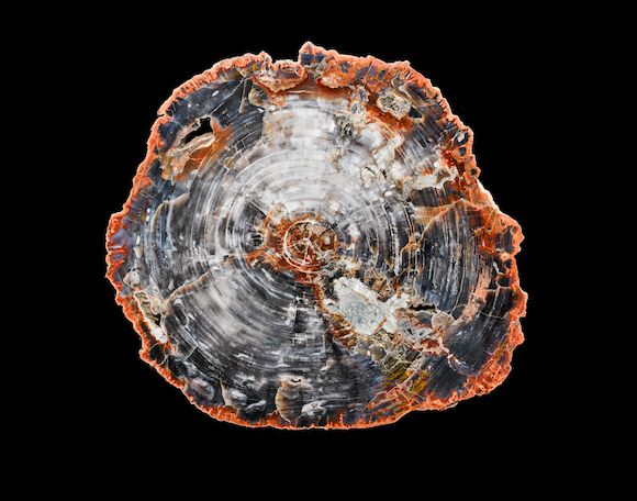 Bonhams : Large Black and Grey Petrified Wood with Calcite Inclusion