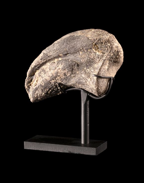 Bonhams : Foot Claw from a Sauropod Dinosaur