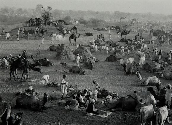 Bonhams : Marc Riboud (born 1923); Camel market, Nagaur, Rajasthan, India;