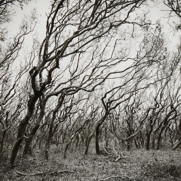 Bonhams : Graciela Iturbide (born 1942); King Ranch, Las Norias, Texas;