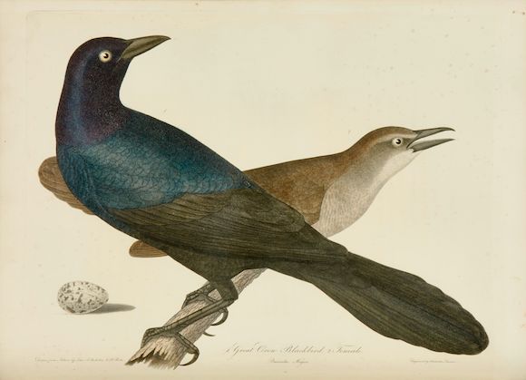 Bonhams : BONAPARTE, CHARLES LUCIEN. 1803-1857. American Ornithology ...