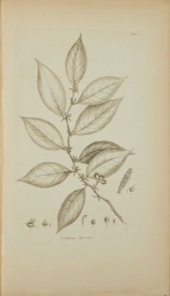 Bonhams : SWARTZ, OLOF PETER. 1760-1818. Icones plantarum incognitarum ...