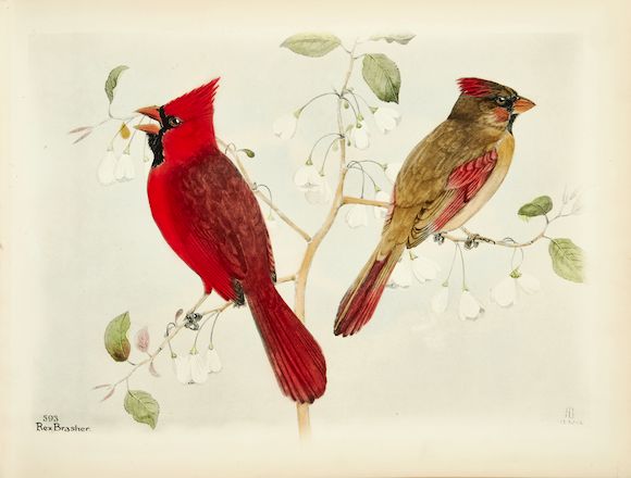 Bonhams : BRASHER, REX. 1869-1960. Birds and Trees of North America ...