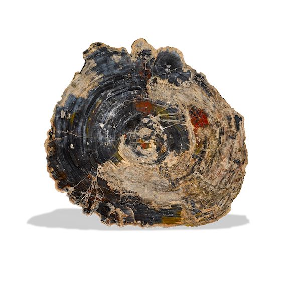 Bonhams : Blue-Gray Petrified Wood Slab
