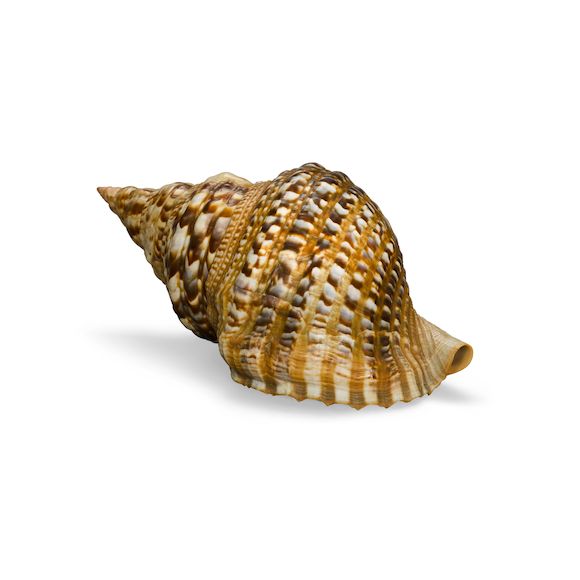 Bonhams : Group of Four Large Marine Gastropod Shells