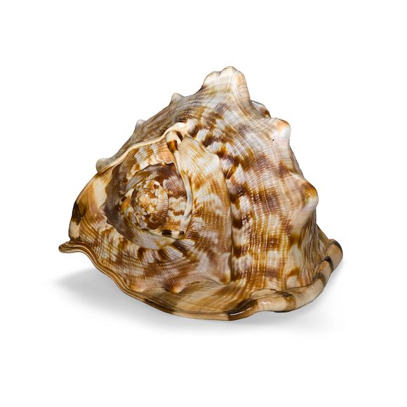 Bonhams : Group of Five Large Marine Gastropod Shells