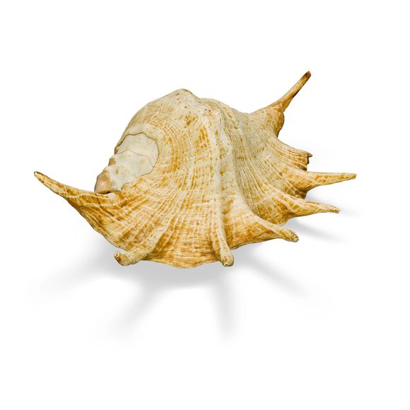 Bonhams : Group of Four Large Marine Gastropod Shells