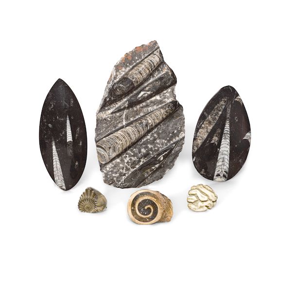 Bonhams : Group of Small Fossils
