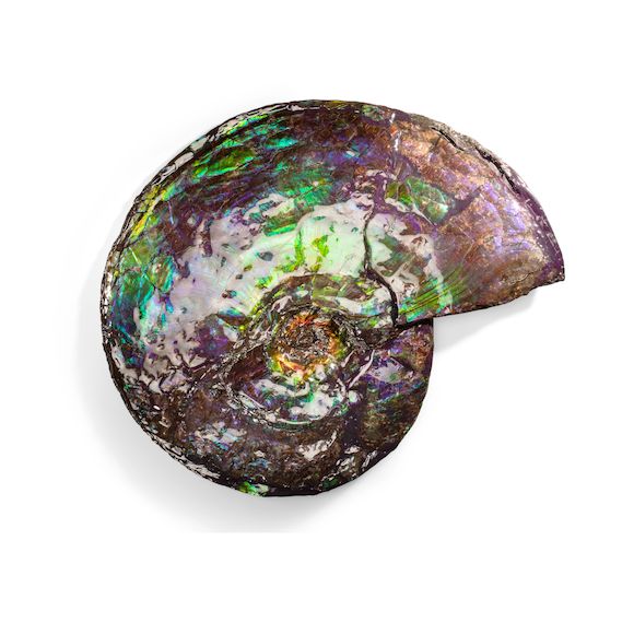 Bonhams : Brilliant Ammonite with Uncommon Blue Coloration