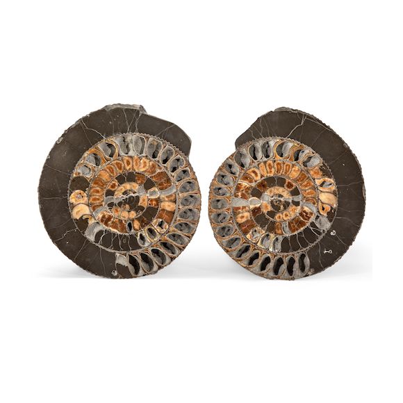 Bonhams : Large Pair of Russian Ammonite Halves