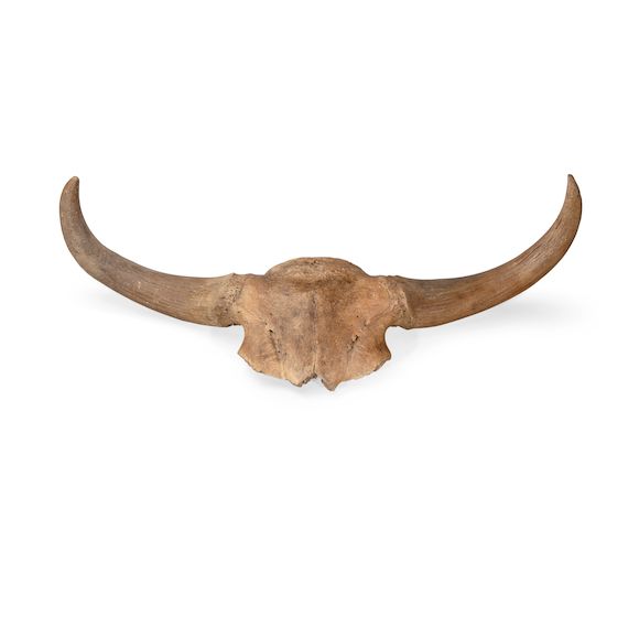 Bonhams : Large Ice Age Bison Skull Cap with Horns
