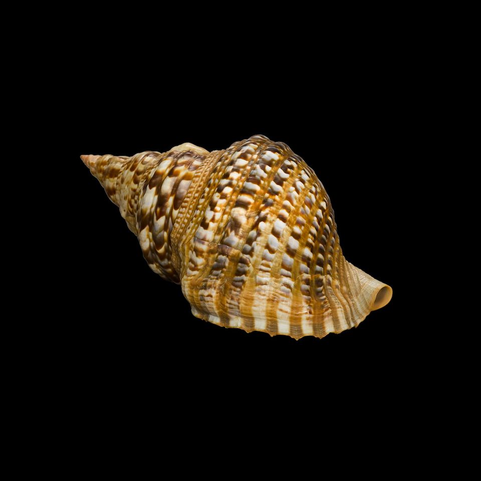 Bonhams : Group of Four Large Marine Gastropod Shells