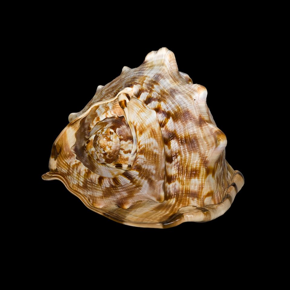Bonhams : Group of Five Large Marine Gastropod Shells