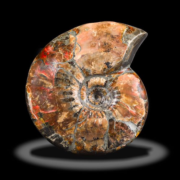 Bonhams : Russian Red Ammonite