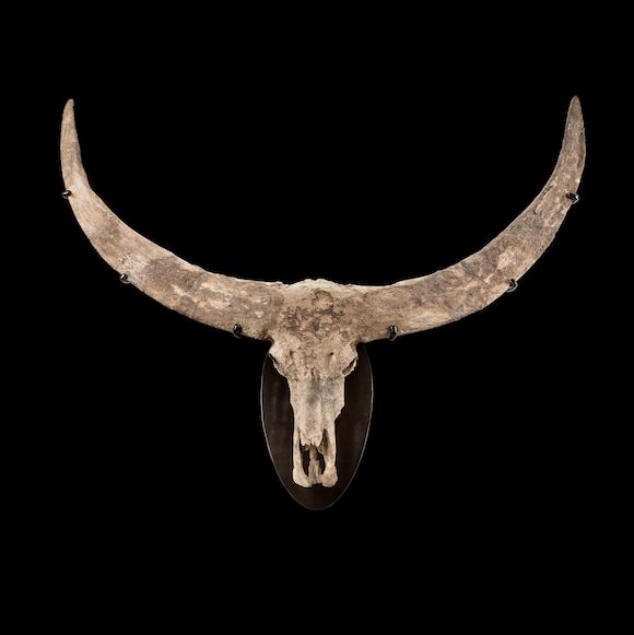 Bonhams : Spectacular Wall-Mounted Water Buffalo Skull