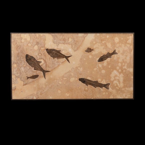 Bonhams : Superb Fossil Fish Mural – Framed and Cleated for Wall Display
