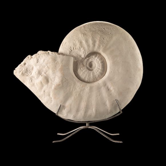 Bonhams : Large Texas Ammonite – Research Quality Cast