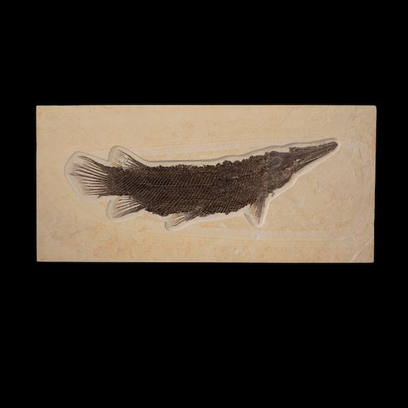 Bonhams : Stunning Garfish
