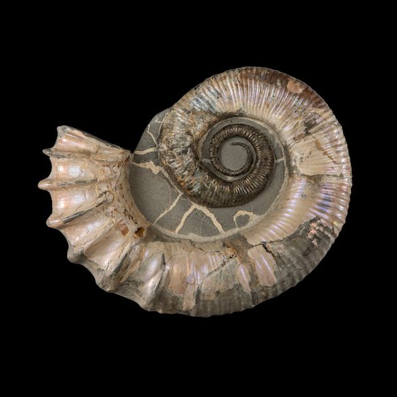 Bonhams : Russian ammonite