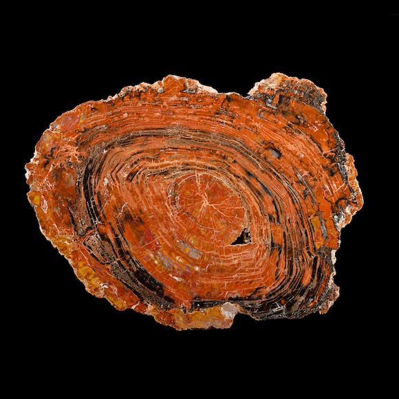 Bonhams : Large, Red Petrified Wood Slab