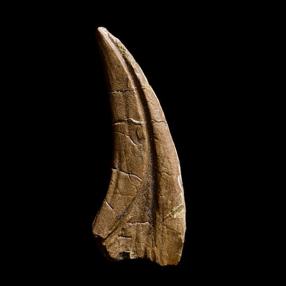 Bonhams : Juvenile Tyrannosaurus rex Claw