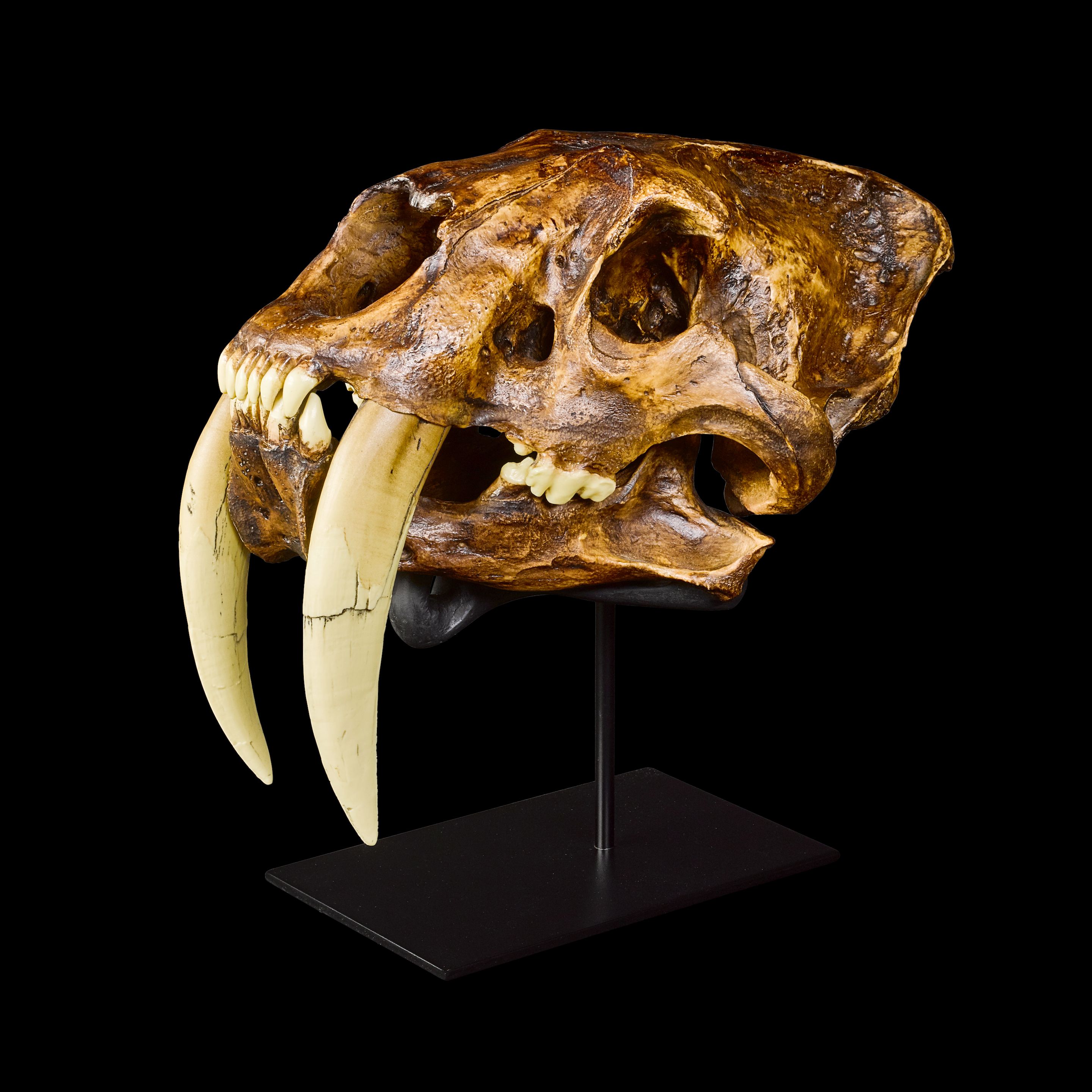 Cultellodon Skull Sabertooth Catlike Prehistoric Carnivore Museum ...