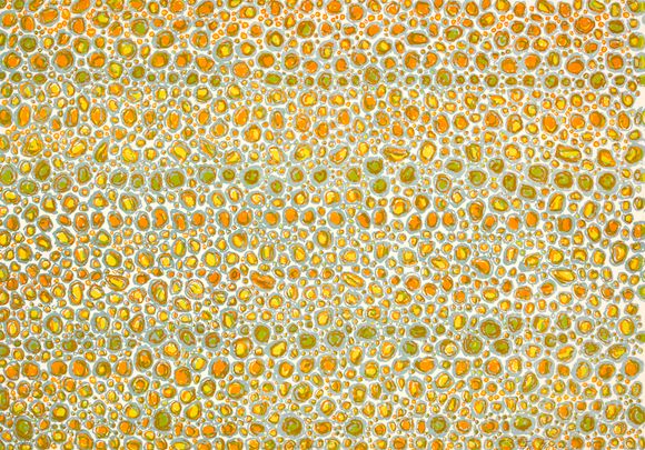 Bonhams : Tom Parish (born 1933); Soundings;
