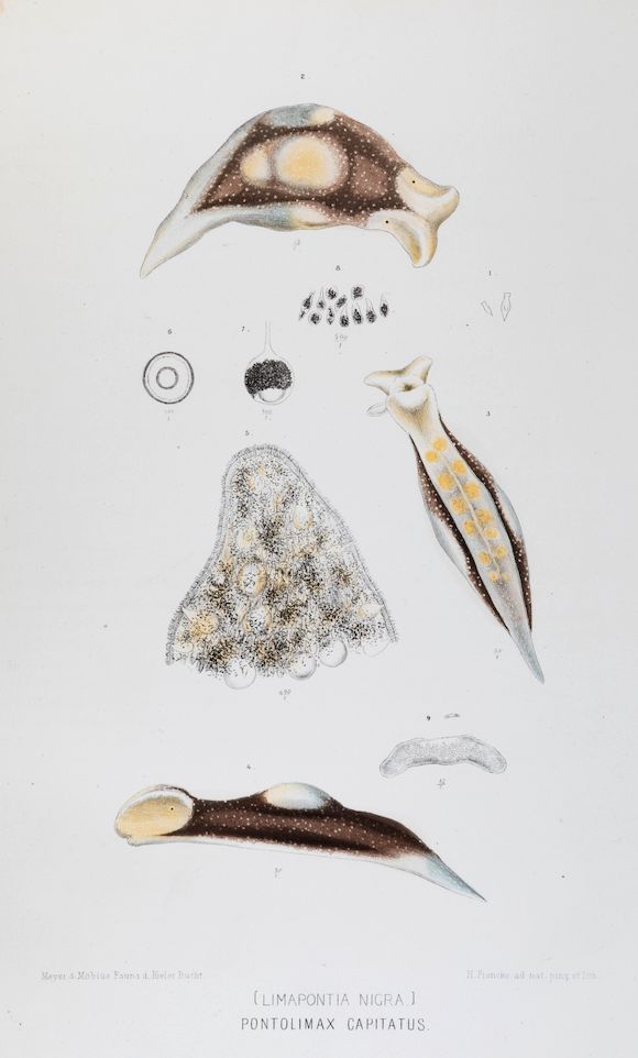 Bonhams : MEYER, HEINRICH ADOLPH. 1822-1889; AND KARL MÖBIUS. 1825-1908 ...