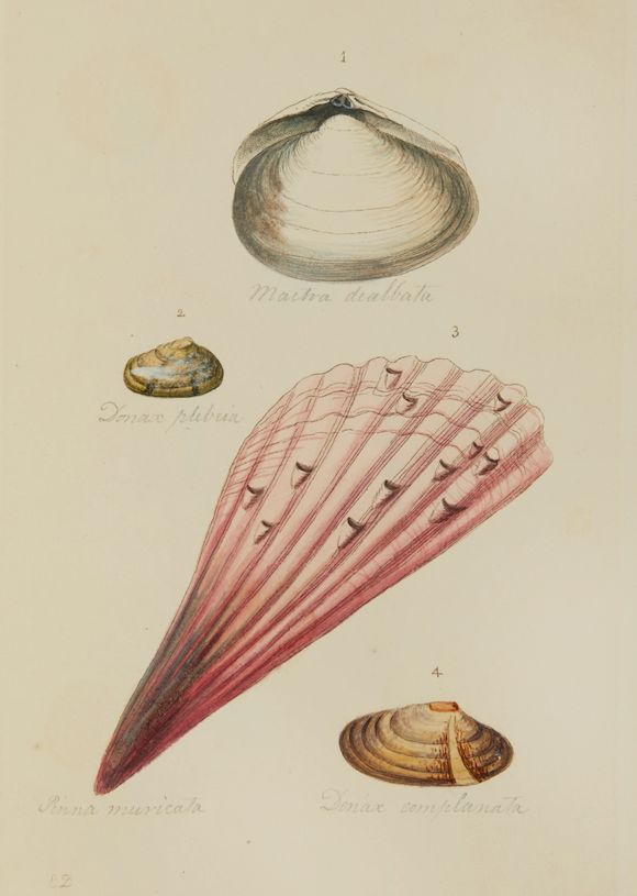 Bonhams : MONTAGU, GEORGE. 1753-1815. Testacea Britannica or Natural ...