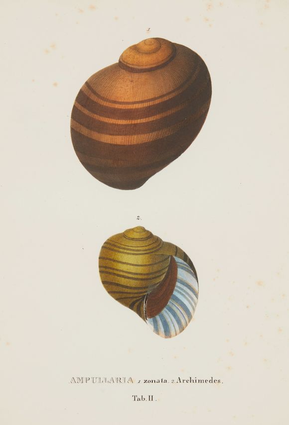 Bonhams : SPIX, JOHANN BAPTIST VON. 1781-1826. AND J.A. WAGNER ...