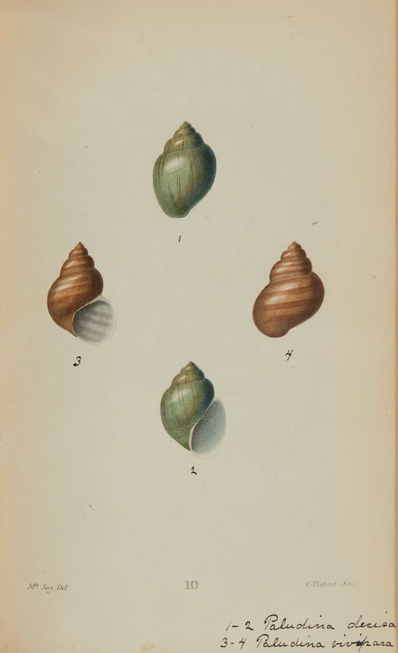 Bonhams : SAY, THOMAS. 1787-1834. American Conchology, or descriptions ...