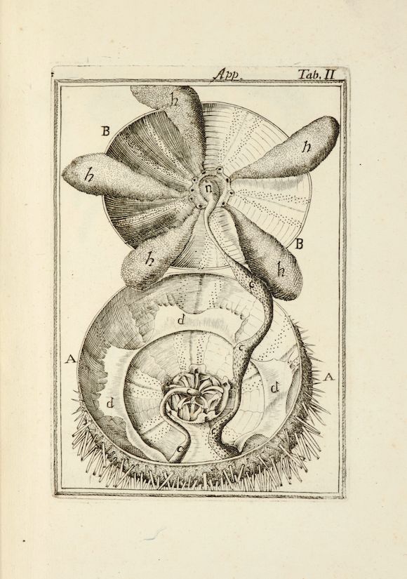 Bonhams : BIANCHI, GIOVANNI. (JANI PLANCI.) 1693-1775. De Conchis Minus ...