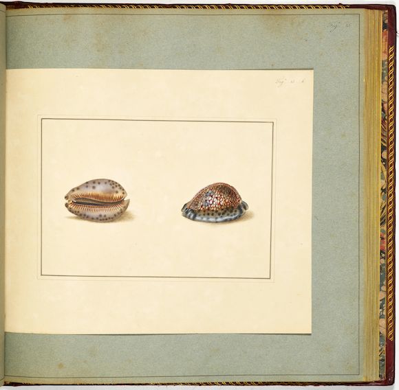 Bonhams : MARTYN, THOMAS. 1760-1816. The Universal Conchologist ...