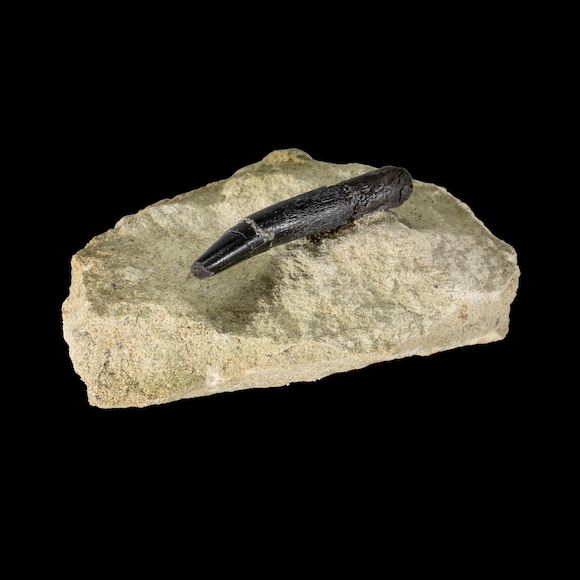 Bonhams : Diplodocus Dinosaur Tooth on Matrix