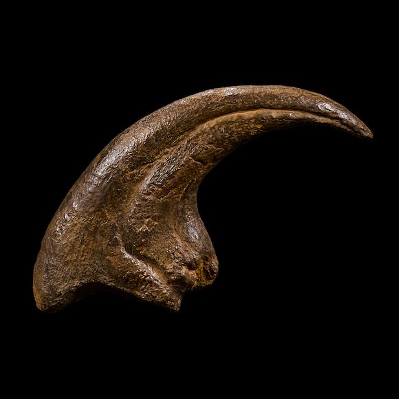 Bonhams : Magnificent Allosaurus Claw
