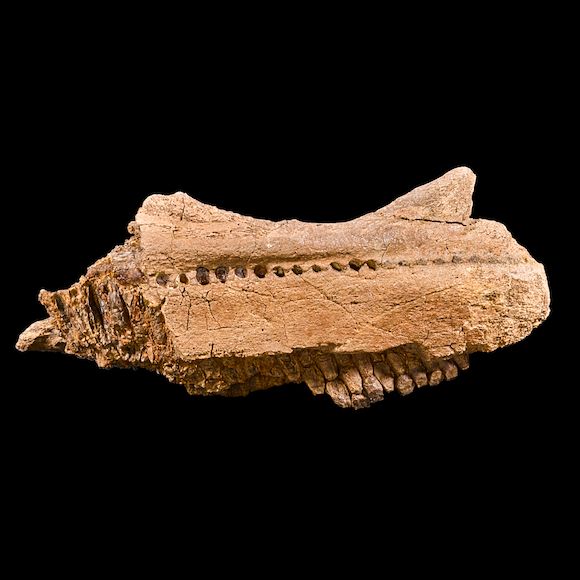 Bonhams : Partial Duckbilled Dinosaur Maxilla