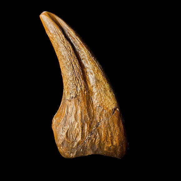 Bonhams : T.Rex Hand Claw