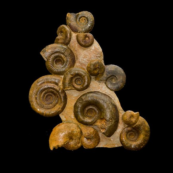 Bonhams : Vertical Ammonite Group