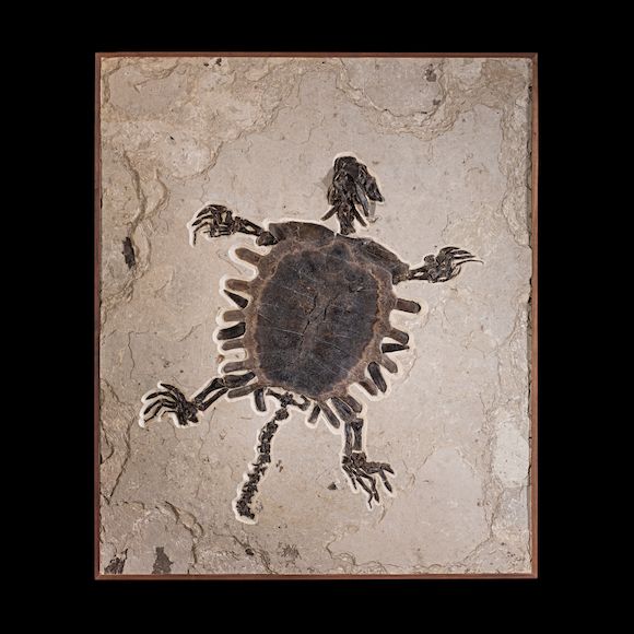 Bonhams : Spectacular Eocene Turtle
