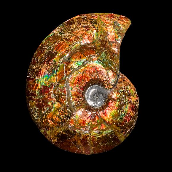 Bonhams : Fine Multi-Color Iridescent Ammonite