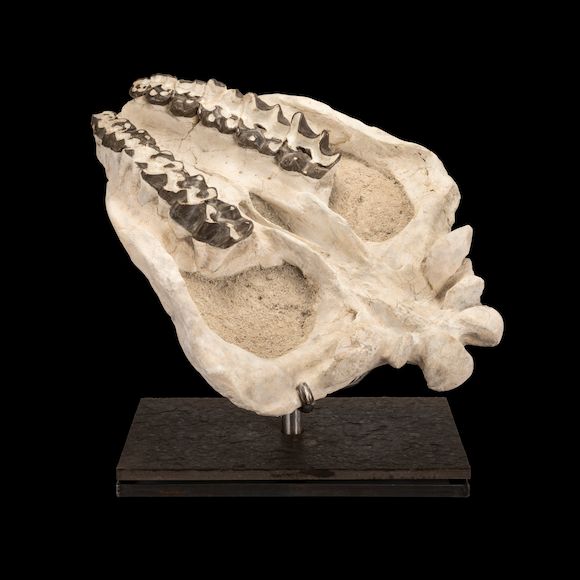 Bonhams : Titanothere Skull Dentition on Stand
