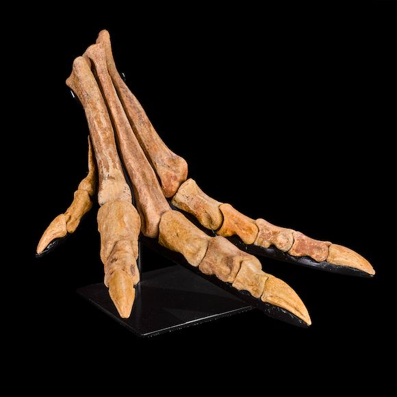 Bonhams : Extraordinary Spinosaurus Foot