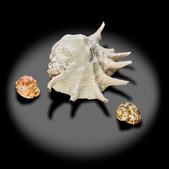 Bonhams : Three Sea Shells