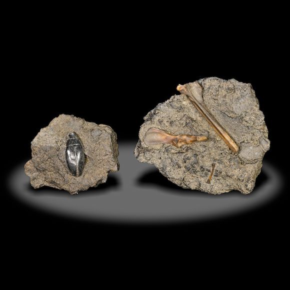 Bonhams : Fossil Bird Bones
