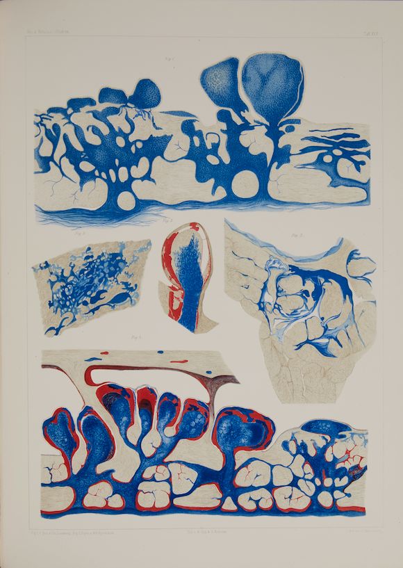 Bonhams : KEY, AXEL. 1832-1901; AND MAGNUS GUSTAF RETZIUS. 1842-1919 ...