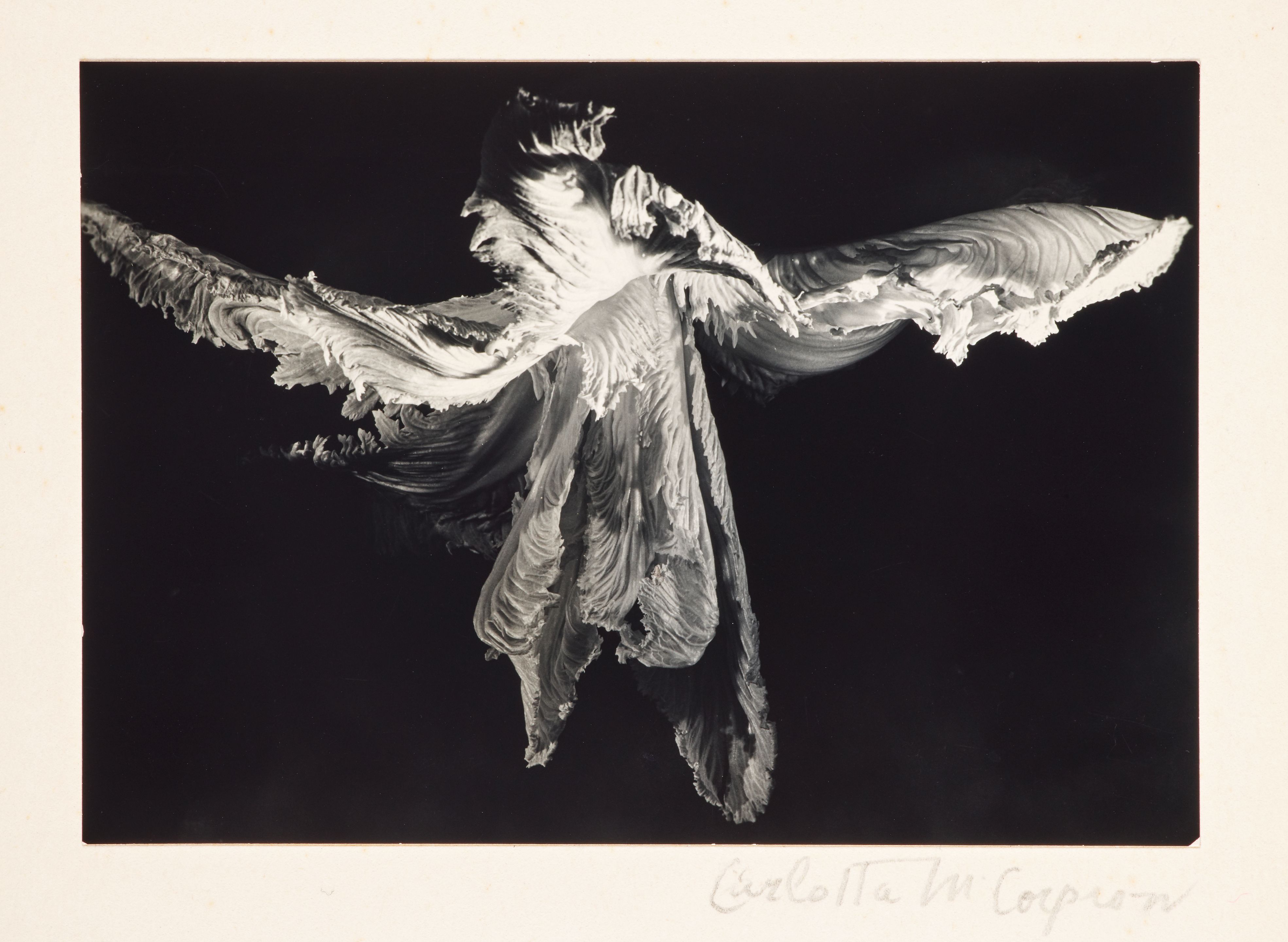 Bonhams : Carlotta Corpron (1901-1988); Nature Dancer (Lettuce leaves);