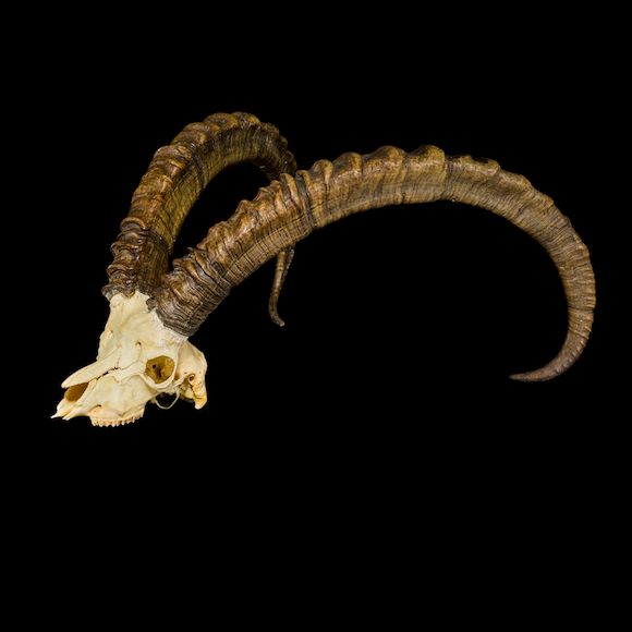 Bonhams : Alpine Ibex Skull