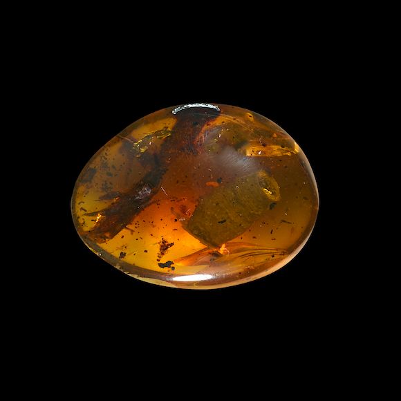 Bonhams : Amber with Pupa Shell
